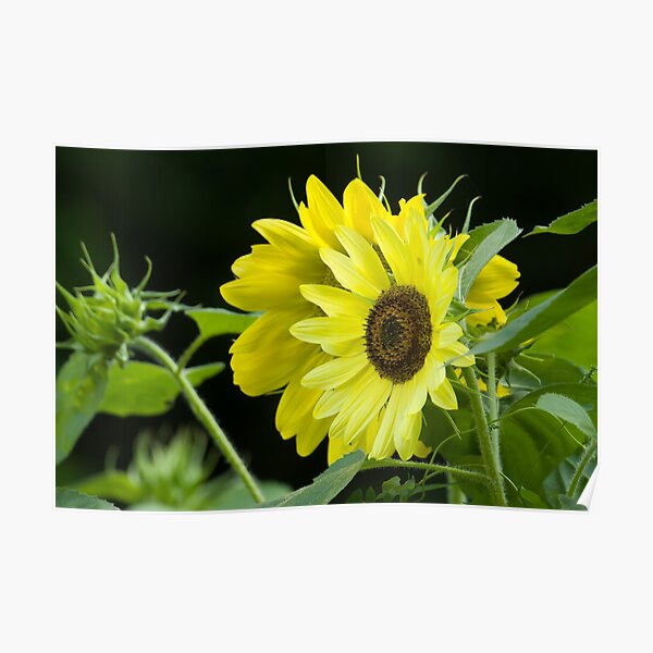 "Sunflowers Beautiful" Poster for Sale by rmyerphoto | Redbubble