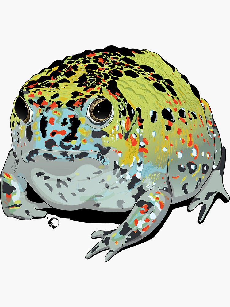 Crucifix Toad