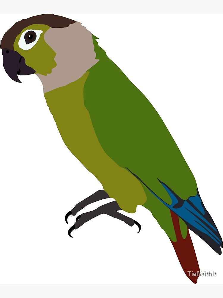 "Green Cheek Conure Vector Illustration" Poster for Sale by TielWithIt ...