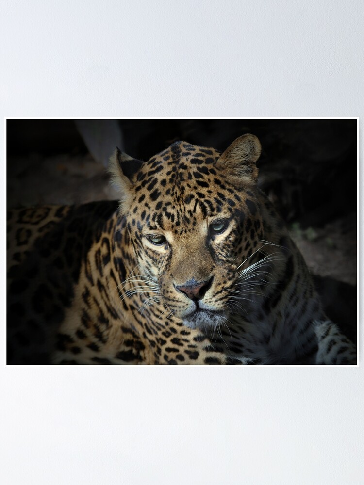 "Colse-up Jaguar Panthera" Poster for Sale by venny | Redbubble