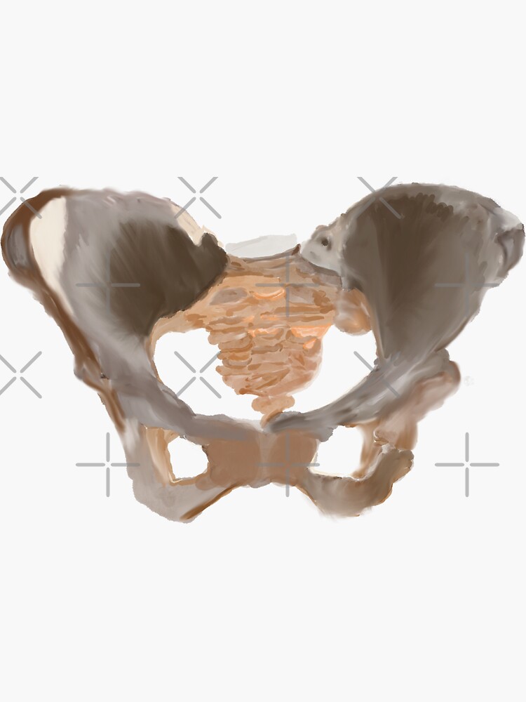"Watercolor Pelvis - Pelvic Bone - The Light Within" Sticker for Sale ...