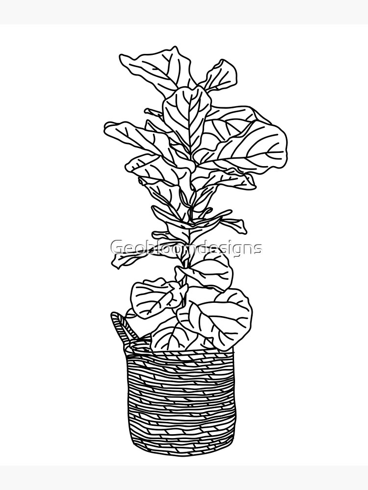 "Fiddle Leaf Fig Line Art" Poster for Sale by Geobloomdesigns | Redbubble