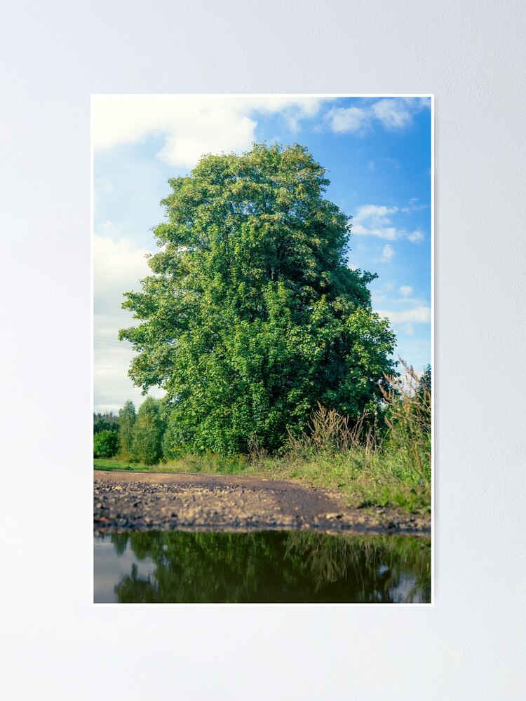 "The Puddle" Poster for Sale by Czajnikolandia | Redbubble