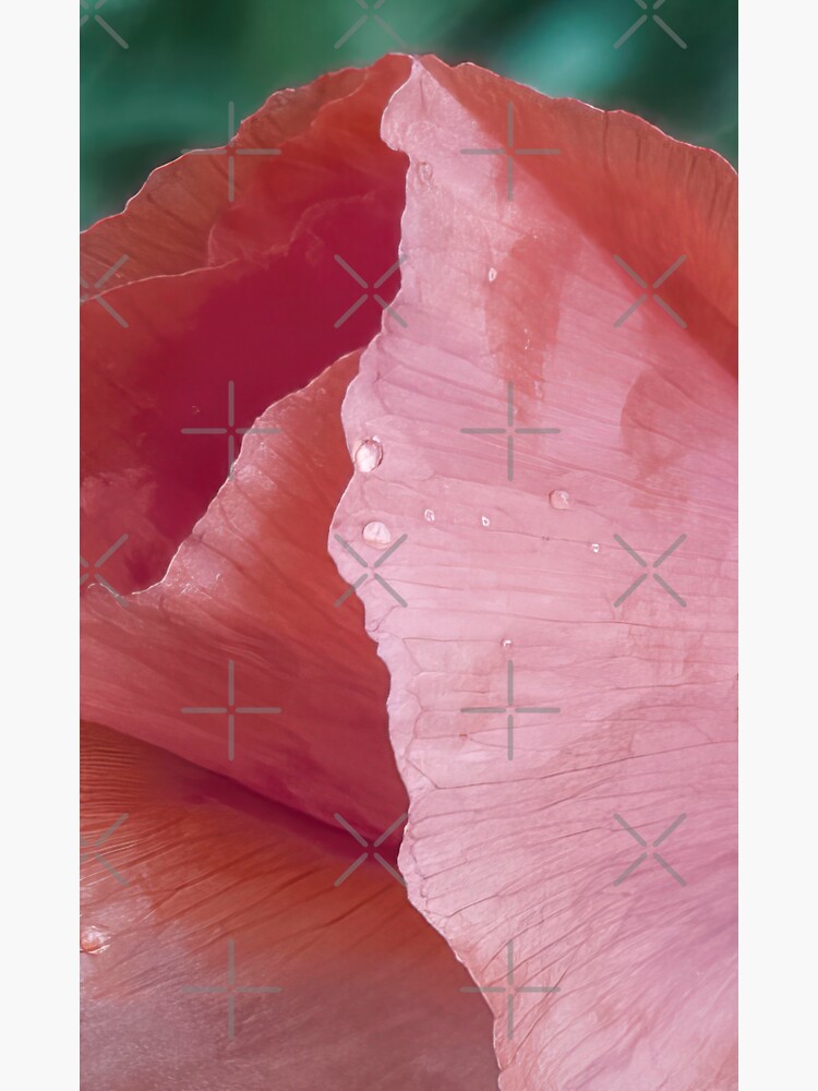 "Fragile Unfolding #2 - Poppy Flower" Sticker for Sale by AHA-flowers ...