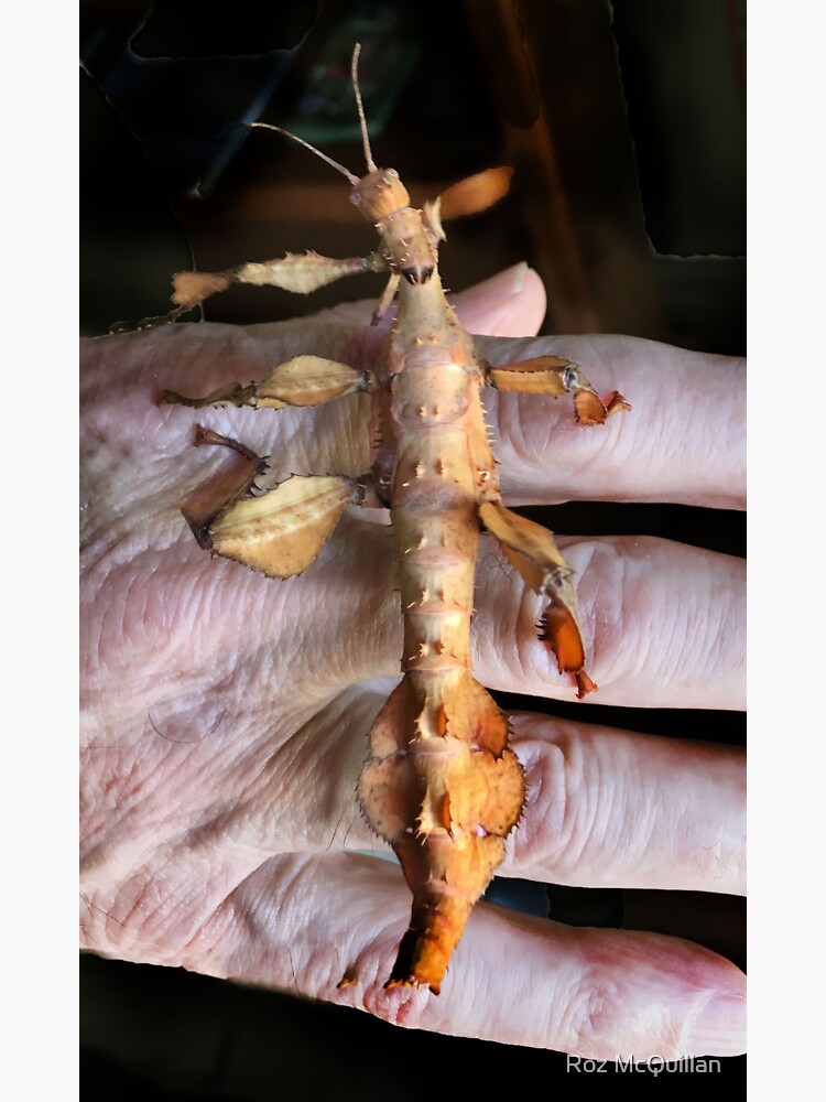 "Macleay's Spectre Stick Insect" Sticker by rozmcq | Redbubble