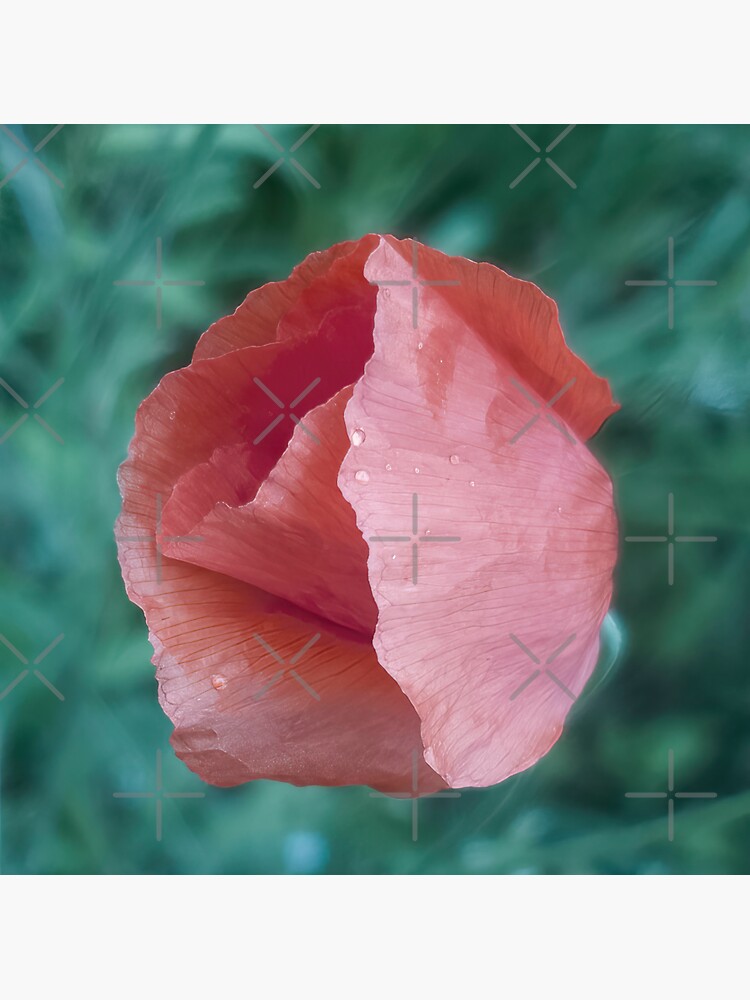 "Fragile Unfolding #6 - Poppy Flower" Sticker for Sale by AHA-flowers ...