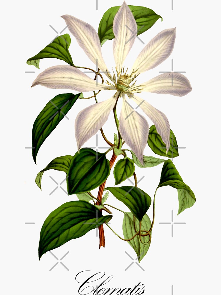 "Vintage Botanical Prints Clematis Art Print Vintage Flower" Sticker ...