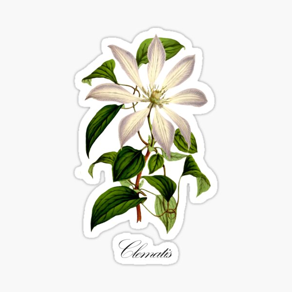 "Vintage Botanical Prints Clematis Art Print Vintage Flower" Sticker ...