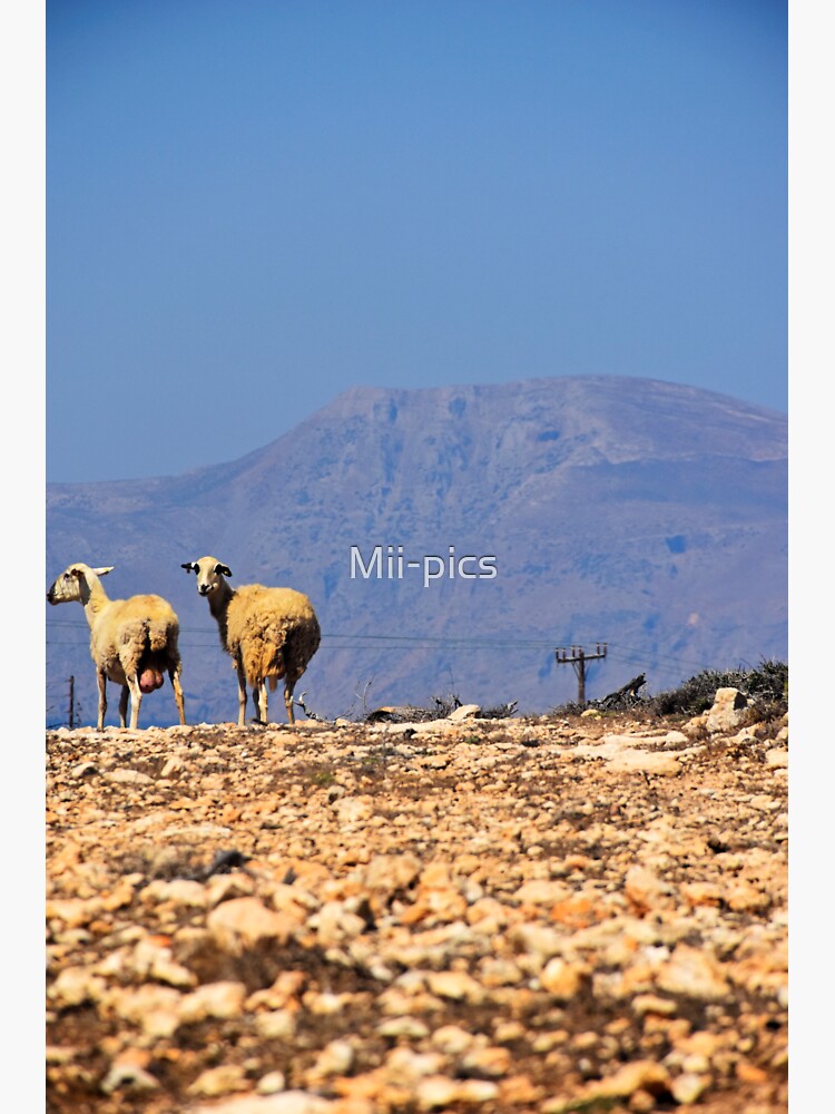 "Sheep in Karpathos | travel photography" Sticker for Sale by Mii-pics ...