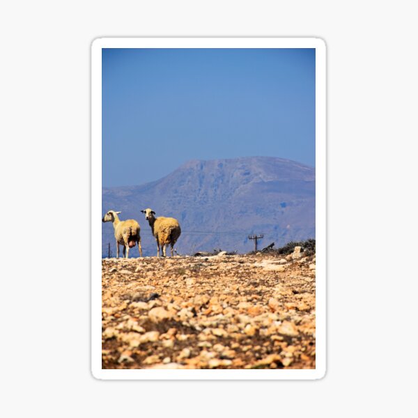 "Sheep in Karpathos | travel photography" Sticker for Sale by Mii-pics ...