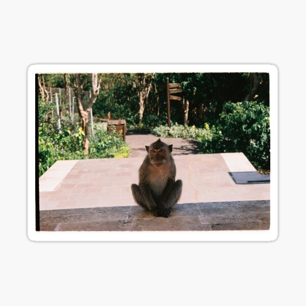 "Polite Posing Monkey " Sticker for Sale by SamsPrints | Redbubble