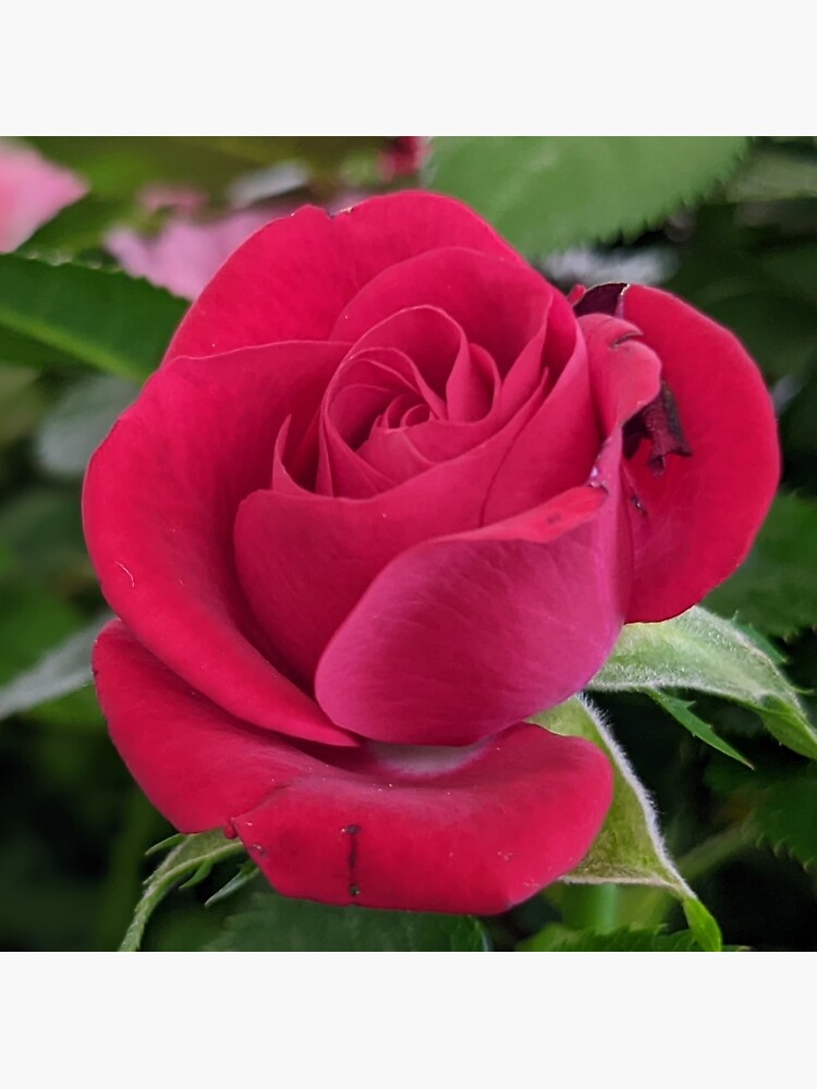 "Deep Pink Rose with Light Pink Roses" Sticker for Sale by AustaArt ...