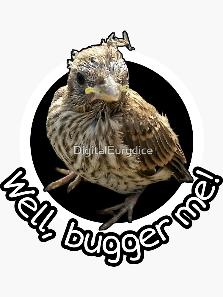"photograph: bedraggled bird with bug on head | British slang | Well ...