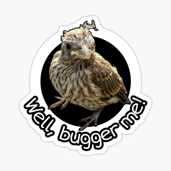 "photograph: bedraggled bird with bug on head | British slang | Well ...