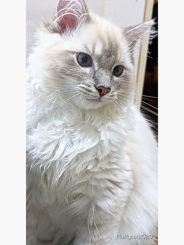 "Fluffy lynx ragdoll kitten" Poster for Sale by Fluffycat2020 | Redbubble