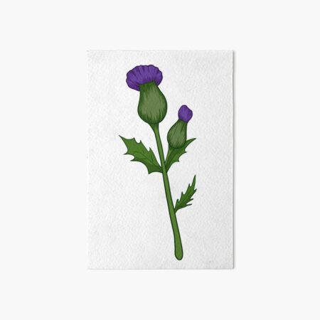 "Purple Common Knapweed Wildflower Drawing" Art Board Print for Sale by ...