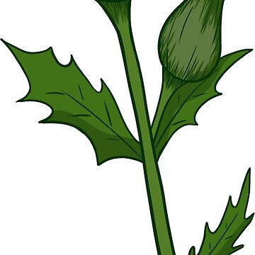 "Purple Common Knapweed Wildflower Drawing" Art Board Print for Sale by ...