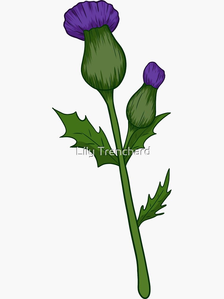 "Purple Common Knapweed Wildflower Drawing" Sticker for Sale by ...