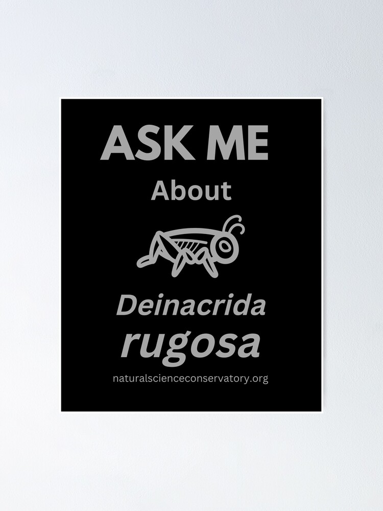 "Ask Me About Deinacrida rugosa (Cook Strait giant weta or Stephens ...