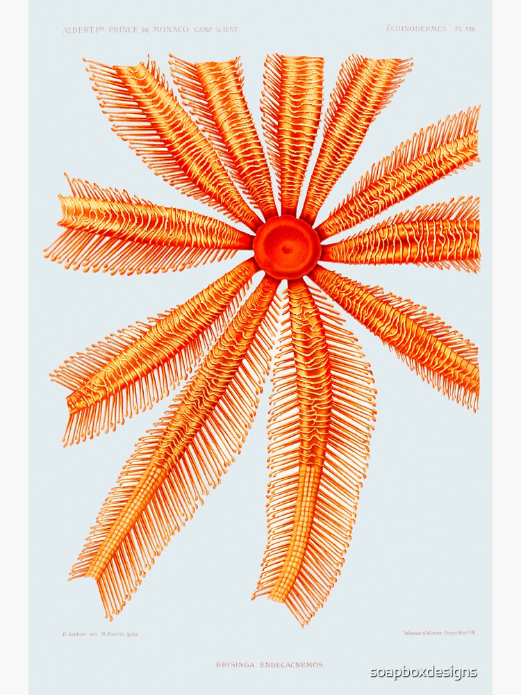 "Brisingidae Starfish Illustration by Albert I, Prince of Monaco ...