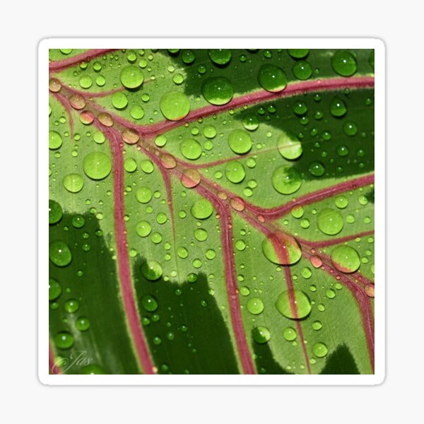 "Maranta Prayer Plant Close Up with Water Drops" Sticker for Sale by ...