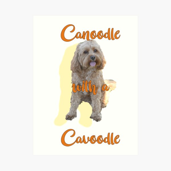 Cavoodle Art Prints | Redbubble