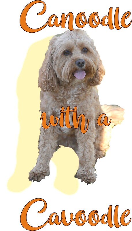 "Canoodle with a Cavoodle" by Ian McKenzie | Redbubble