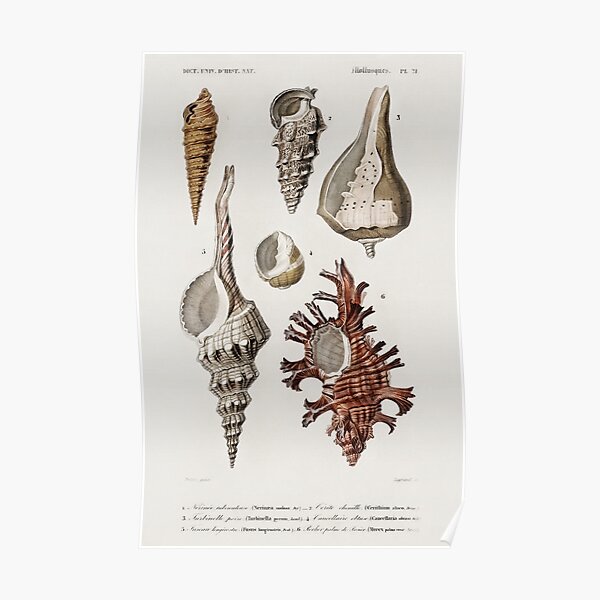 "Different types of mollusks illustrated by Charles Dessalines D ...