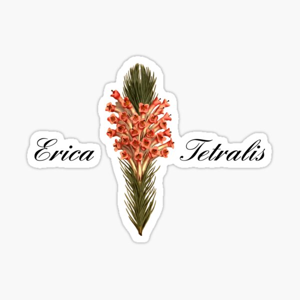 "Botanical illustration - Erica Tetralis" Sticker for Sale by agranada ...