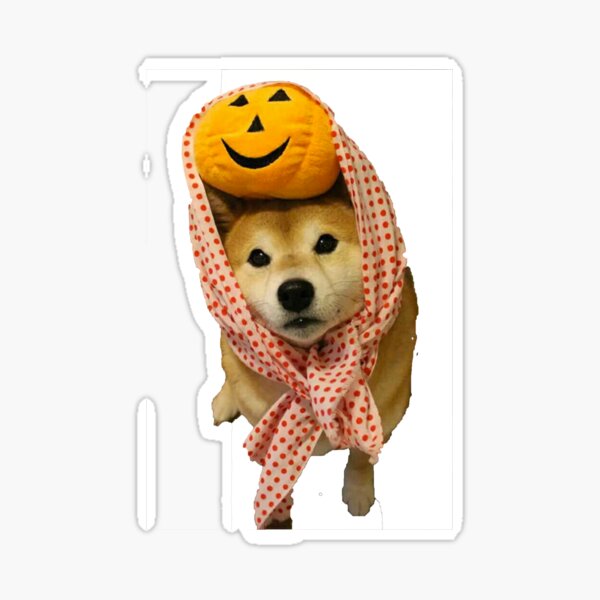 "Halloween Doge Meme | Angered witch doge halloween Gift iIdea ...