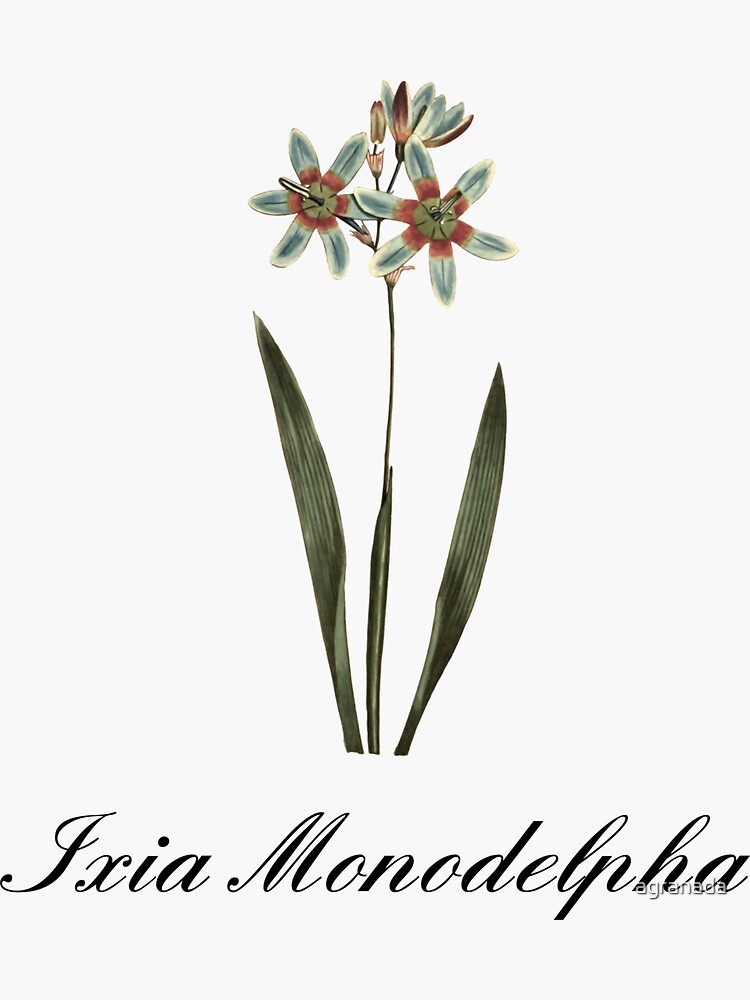 "Botanical illustration - Ixia monodelpha" Sticker for Sale by agranada ...