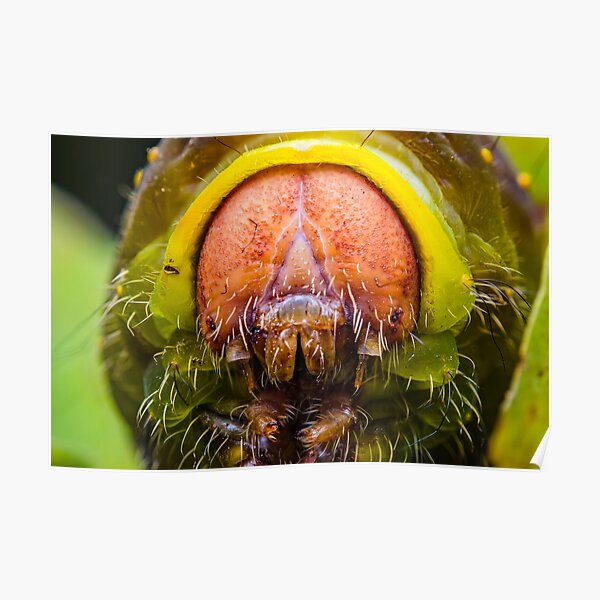 "Giant Silk Moth Caterpillar - Polyphemus" Poster for Sale by ...