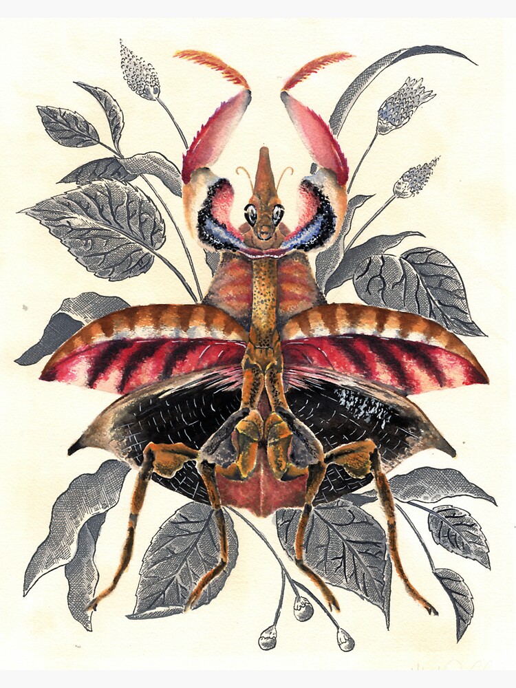 "Praying Mantis Scientific Illustration" Sticker for Sale by MarkADArt ...