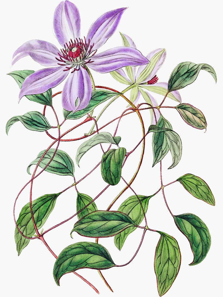 "Violet clematis Flower" Sticker for Sale by Artisticlance | Redbubble
