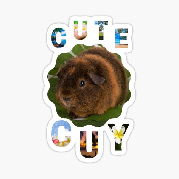 "Cute Cuy" Sticker for Sale by AngelFeatherDsg | Redbubble