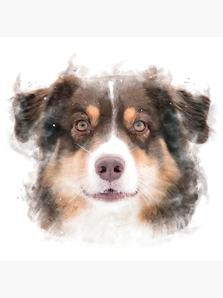 "Red Tri Australian Shepherd Watercolour Artwork" Sticker for Sale by ...
