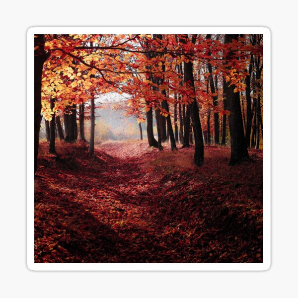 "Autumn Path Through The Forest" Sticker for Sale by Taceo10 | Redbubble