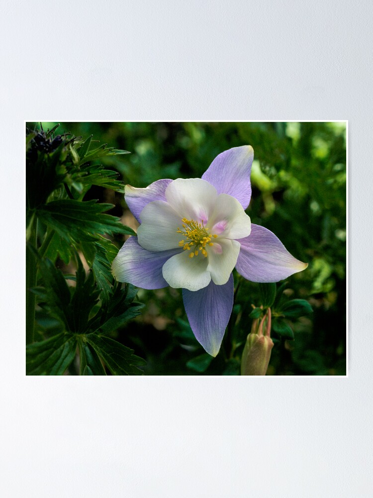 "Columbine" Poster by glengyel | Redbubble