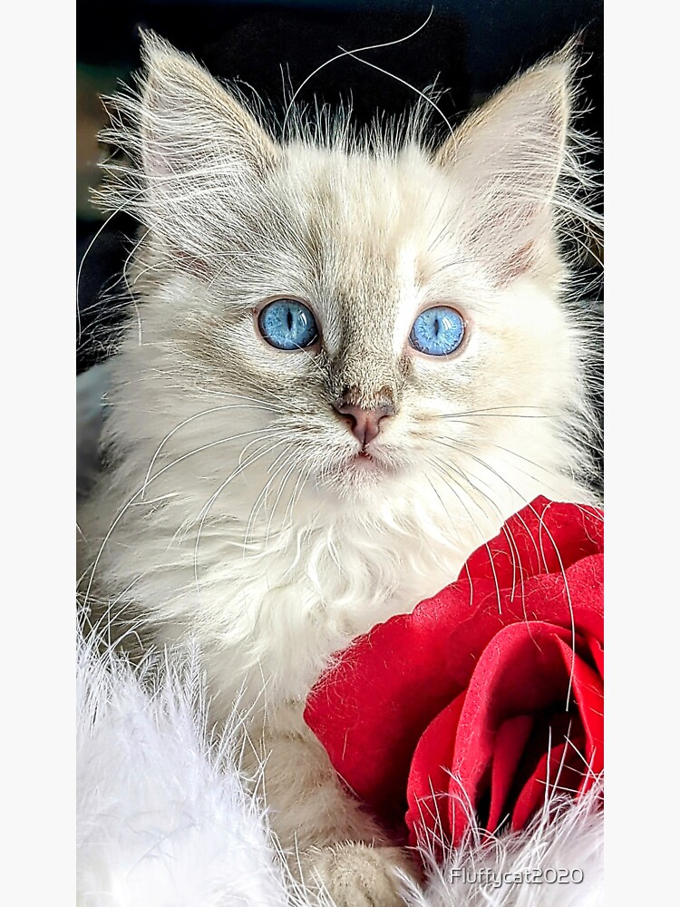 "Christmas winter Santa ragdoll kitten" Sticker for Sale by ...