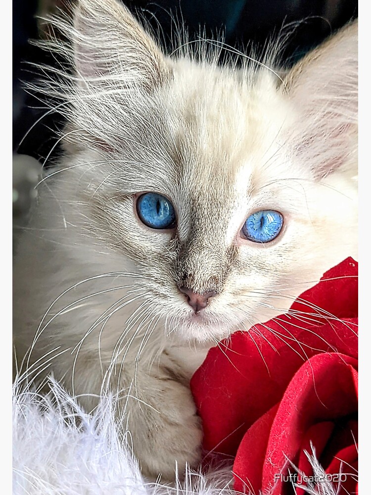 "Christmas winter Santa ragdoll kitten" Sticker for Sale by ...