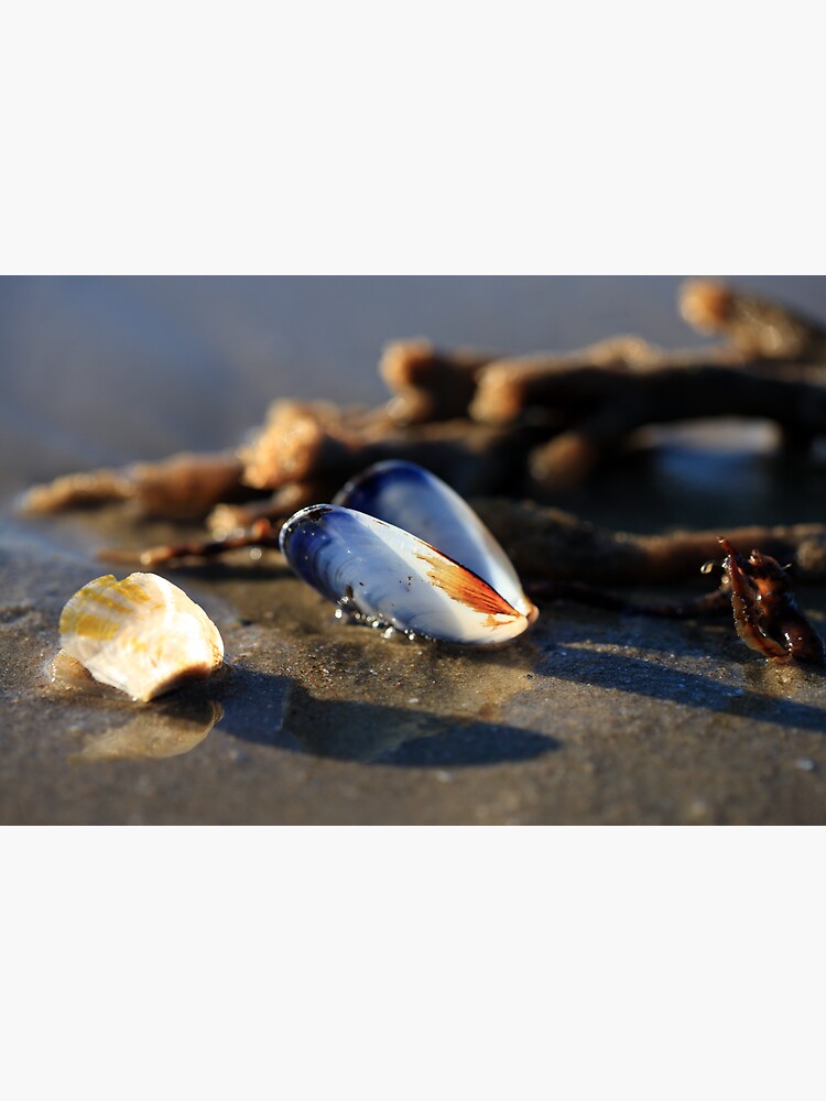"Mussel Shell, Roches Beach, Tasmania" Art Print for Sale by ...