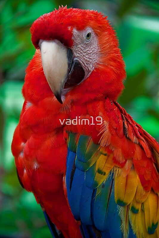 "Panama. Bocas del Toro. Macaw." by vadim19 | Redbubble