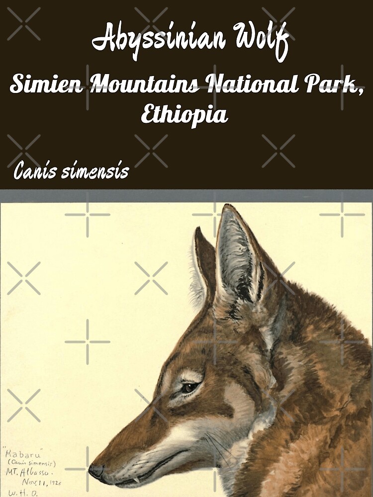 "Abyssinian Wolf " Poster for Sale by BeatrxiLilly | Redbubble