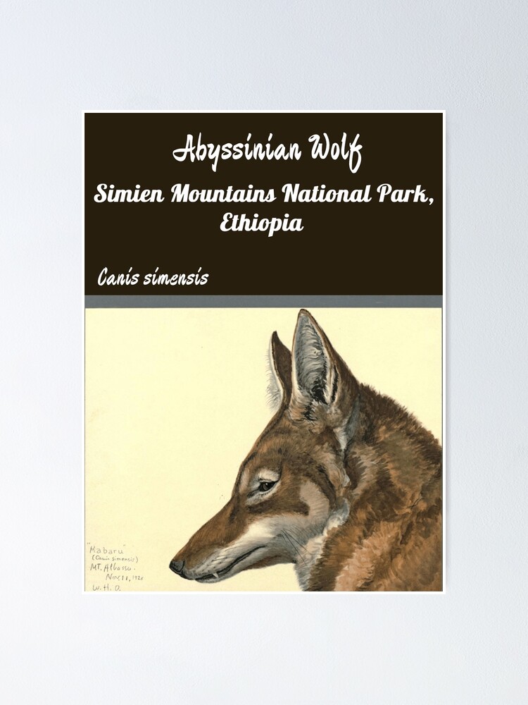 "Abyssinian Wolf " Poster for Sale by BeatrxiLilly | Redbubble