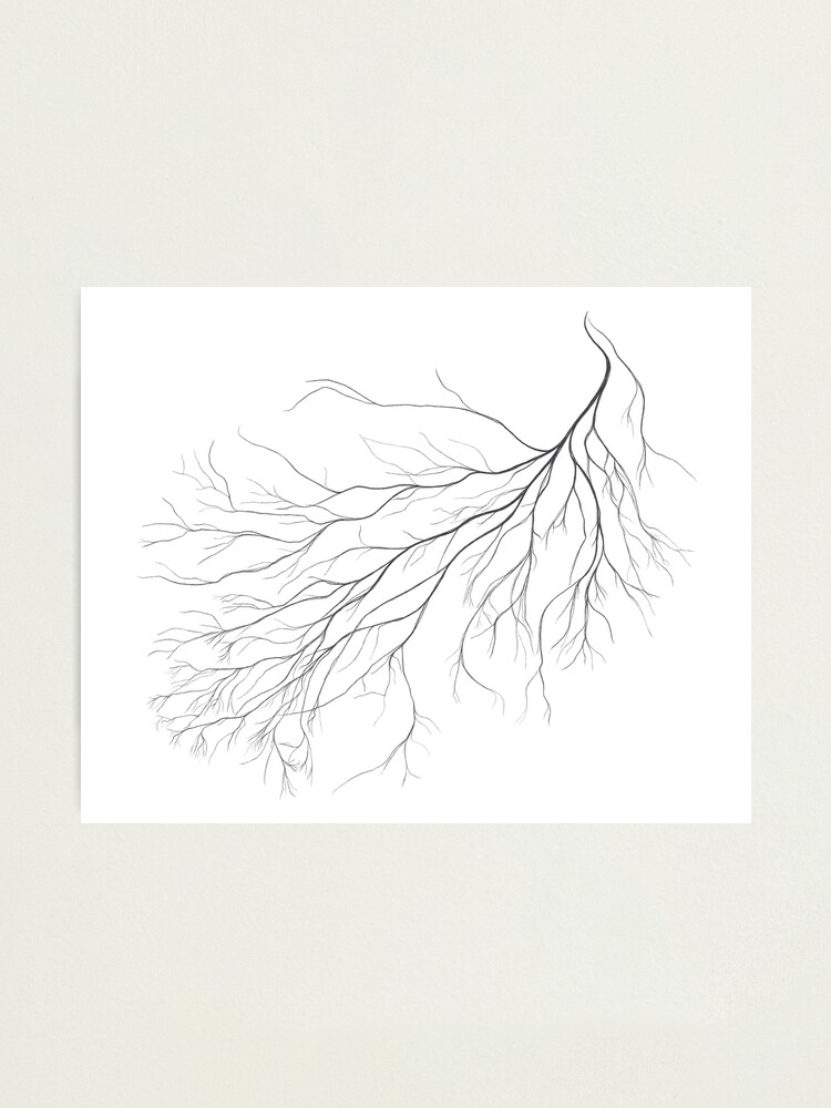 "Mycelium (pencil drawing)" Photographic Print for Sale by Lumot ...
