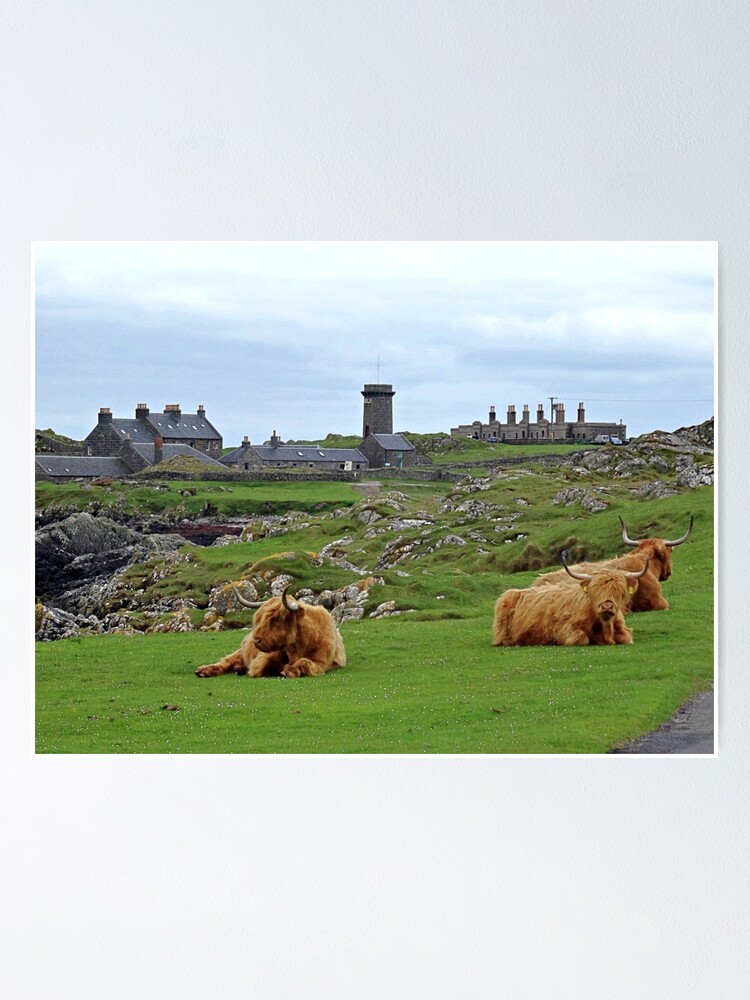 "Highland Cows at Skerryvore Lighthouse Village, Hynish, Isle of Tiree ...