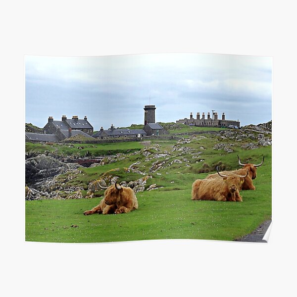 "Highland Cows at Skerryvore Lighthouse Village, Hynish, Isle of Tiree ...