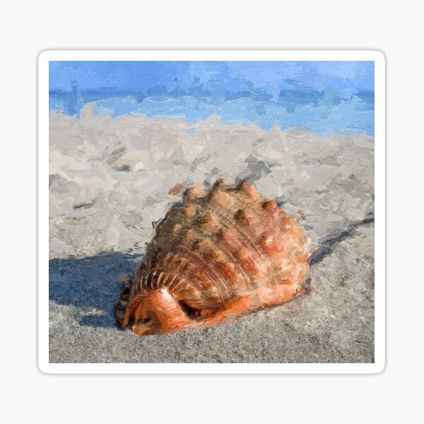 "Seashell on Sand" Sticker for Sale by werdantem | Redbubble