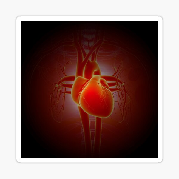 Imágenes Geniales De Corazones Humanos