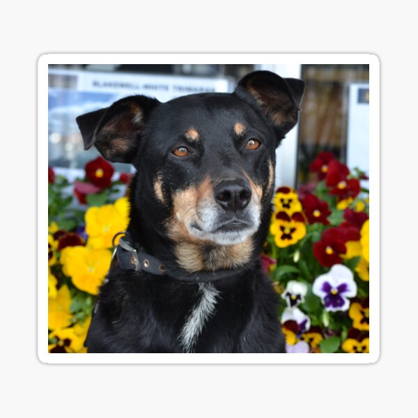 Bitzer Gifts & Merchandise | Redbubble